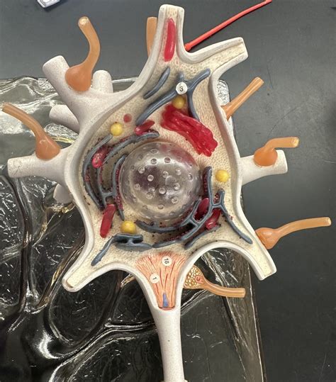 Multipolar Neuron Cell Body Diagram Quizlet