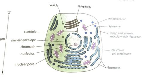 Cell Structure Flashcards Quizlet