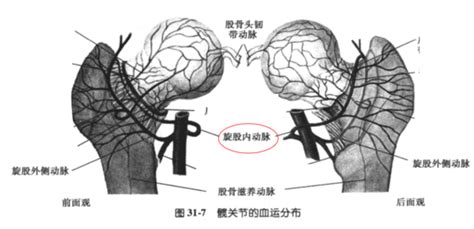 股骨头血供解剖示意图 股骨头血运示意图 伤感说说吧