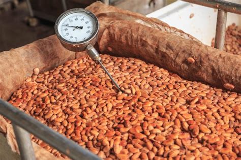 Premium Photo Measure The Temperature Of The Fermented Cocoa Beans