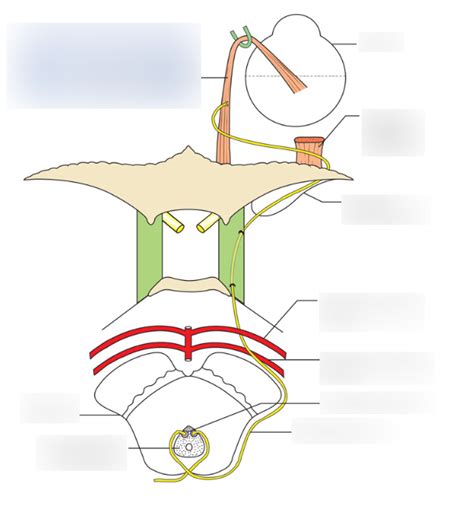 Diagram Of Trochlear Nerve Iv Quizlet