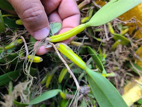 节茎石仙桃图片 节茎石斛图片 节茎石仙桃 大山谷图库