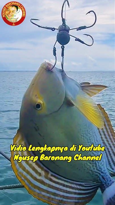Mancing Baronang Jalu Pakai Kail Garong Youtube