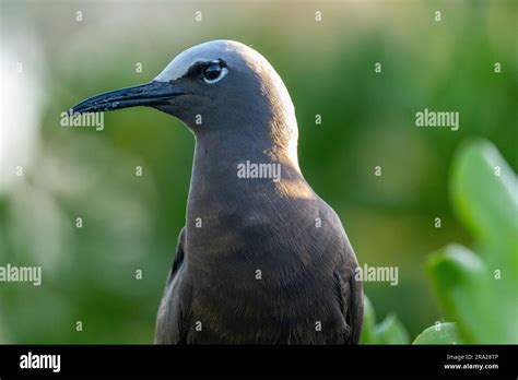 Close Up Portrait Of Common Noddy Anous Stolidus Lady Elliot Island Queensland Australia