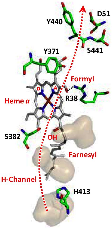 The Structure Was Drawn With The Pymol Molecular Graphics System Download Scientific Diagram