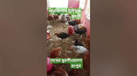 অরজিনাল টাইগার মুরগী। ৪১ দিনে ২ কেজি। ১ ৫কেজি Chicken Foryou Youtube