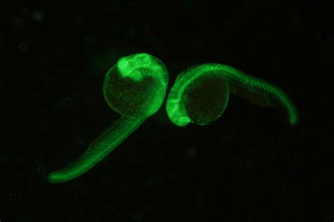 Fluorescent Zebrafish Nightsea Stereo Microscope Fluorescence Adapter