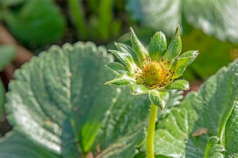 삼림 딸기 또는 다른 이름 야생 딸기와 자연에서 녹색 잎을 닫습니다 0명에 대한 스톡 사진 및 기타 이미지 0명 건강한 식생활 과일 Istock