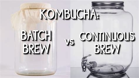 Kombucha Batch Brew Vs Continuous Brew Youtube Kombucha Brewing Kombucha Benefits