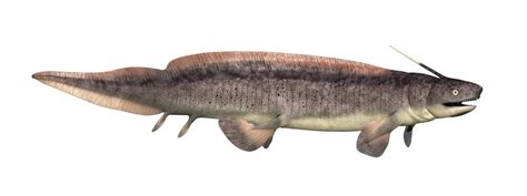 Xenacanthus