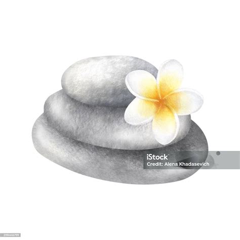 플루메리아 꽃이 있는 평평한 회색 자갈 더미 손으로 그린 수채화 그림 배경에서 격리 된 Frangipani와 부드러운 돌의 균형을 잡습니다 명상 스파 또는 선 디자인을 위한