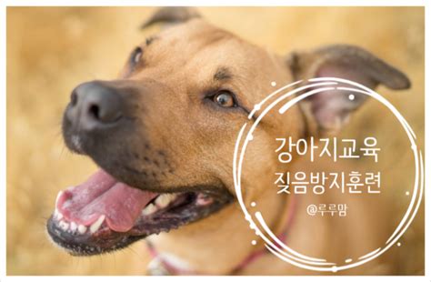 강아지가 짖는이유와 짖음방지훈련을 위한 강아지교육 네이버 블로그 강아지가 짖는이유와 짖음방지훈련을 위한 강아지교육 네이버 블로그