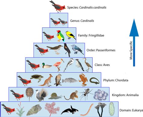 Taxonomy Classification Ap Biology Portfolio