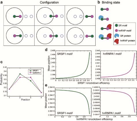 Figure 2 From Nuclear Speckle Localized Rnas Exhibit Preferential