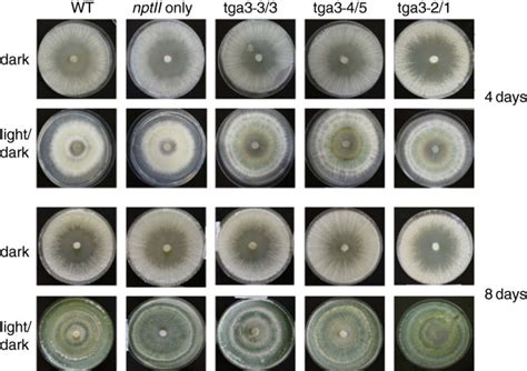 Generation Of Trichoderma Atroviride Mutants With Constitutively