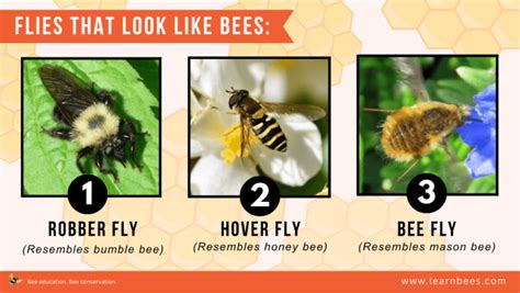 What Are Flies That Look Like Bees Learnbees