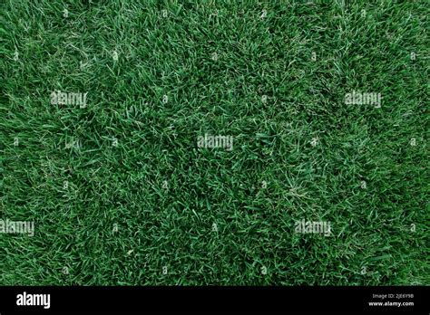 Overhead Top View Of Green Grass Texture Yard Outdoor Turf And Grass