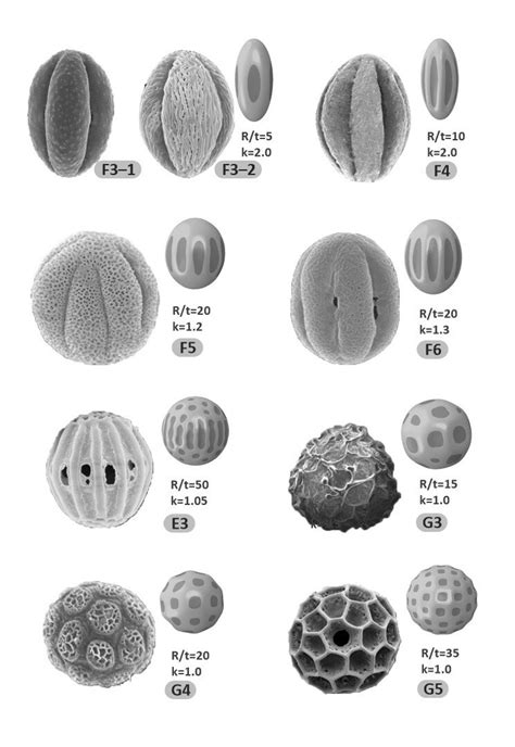 Natural Morphology Of Fungal Spores And Their Approximate Fem Finite