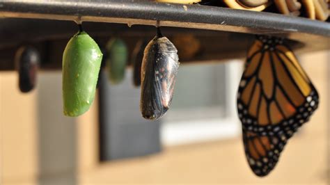 Servicenow Sams Snow Adventures