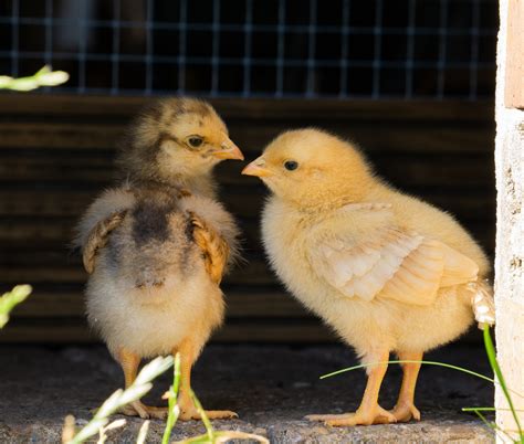 Sexing Chicks Tips And Tricks For Backyard Chicken Keepers The