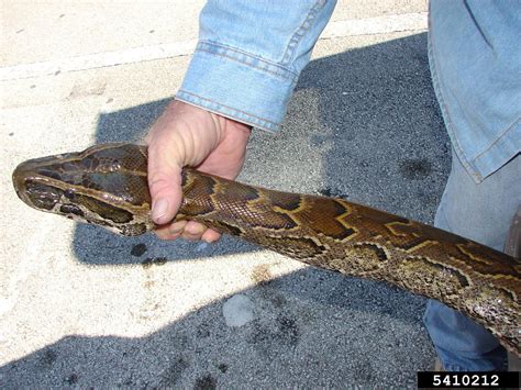 Pythons Genus Python