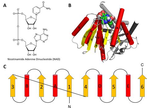 Simple Protein Structure Drawing