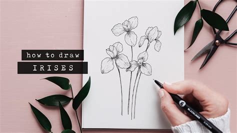 iris flower drawing step by step pic fisticuffs
