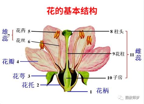 生物课花的结构 雌蕊 子房 雄蕊