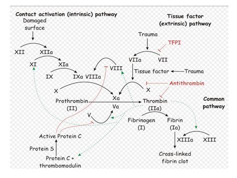 Chapter 2 Inflammation 5 Objectives Ppt Download