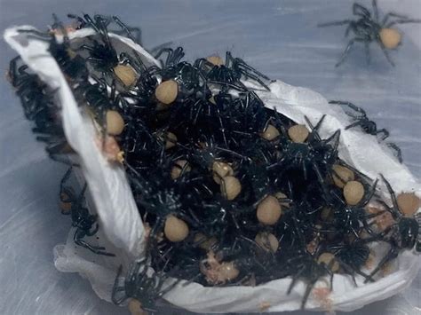 Australian Reptile Park Open First Funnel Web Egg Sac Bred In Captivity
