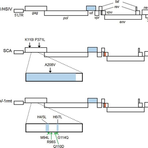 Schematic Representation Of Hiv 1rmt Genomes For Comparison The