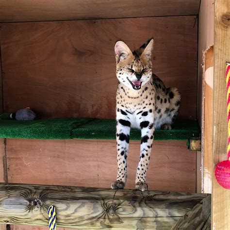 Serval Savannah Cat Studs Artofit