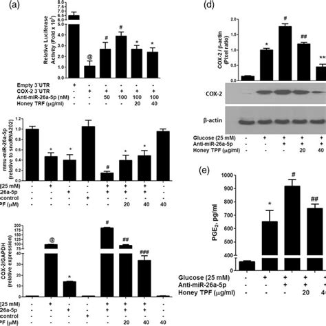 TargetScan Bioinformatics Algorithm For The Prediction Of Seed Matched