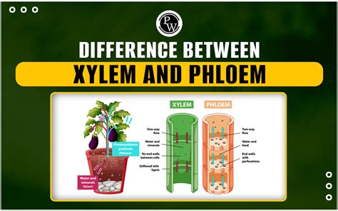Difference Between Xylem And Phloem