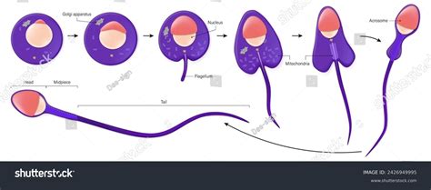 Spermiogenesis Phases Physiology Of Male Gametogenesis Abdominal Key