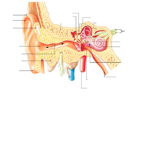 Ear Pt 1 Diagram Quizlet