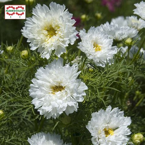 Cosmos Double Click White W H Perron