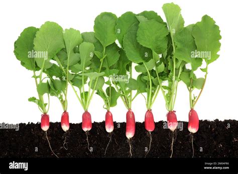 Are Radishes Good For Immune System At Sean Hawker Blog