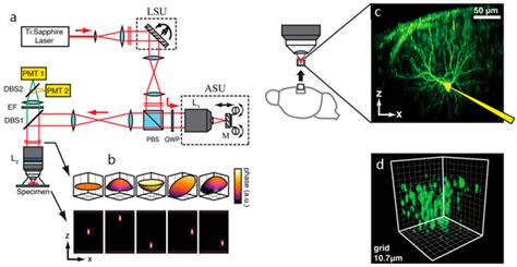 Mems Enabled Miniature Two Photon Microscopy For Biomedical Imaging