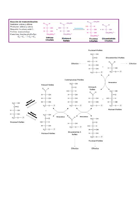 Doc Describe la reaccion de trascetolización de la eritrosa Reacción de transcetolización