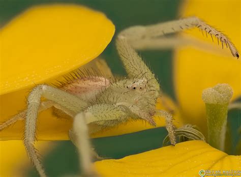 Crab Spider Super Macro