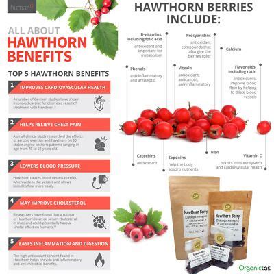 Hawthorn Berry Tea Benefits