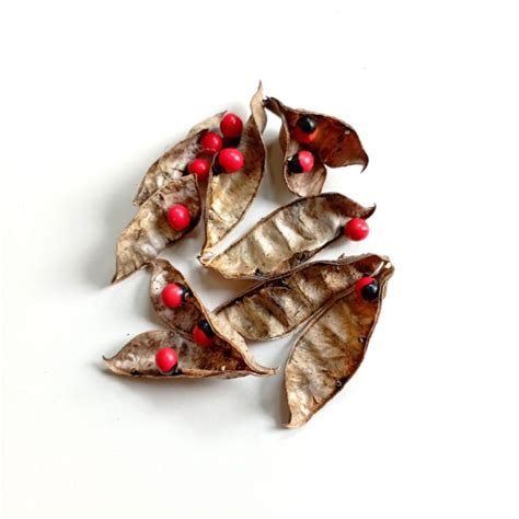 Jual Biji Saga Rambat 20 Biji Shopee Indonesia