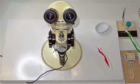 Wild M5 Stereo Microscope