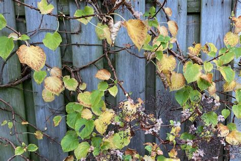 How And When To Deadhead And Prune Your Climbing Hydrangea