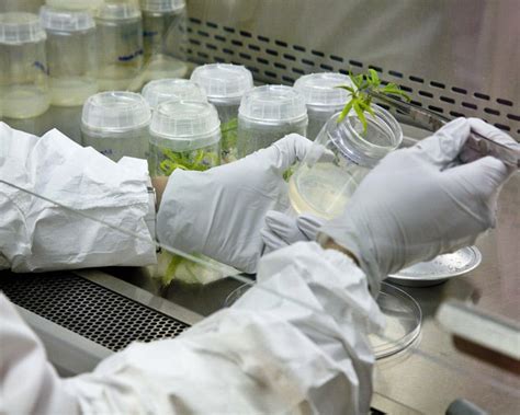 Top Rated Cannabis Laboratory And Testing Facility Insurance