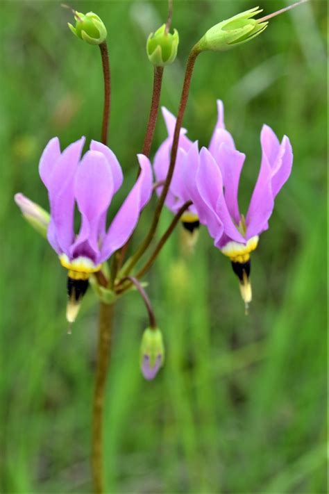 Sow Wild Natives Shooting Star Primula Meadia