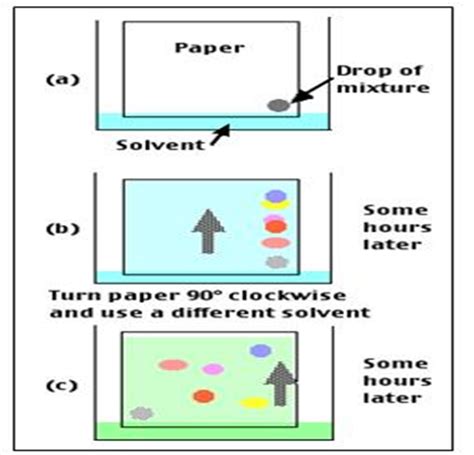 Paper Chromatography Diagram Explained At Lisa Cunningham Blog
