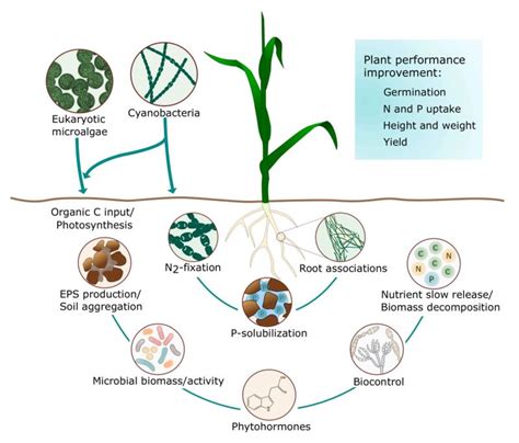 Microalgae Biology Agriculture Michał Słota 42 Comments