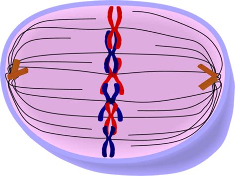 The Cell Cycle Timeline Timetoast Timelines